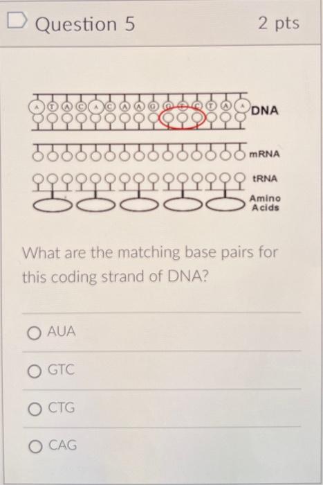 Solved Question 5 2 pts What are the matching base pairs for | Chegg.com