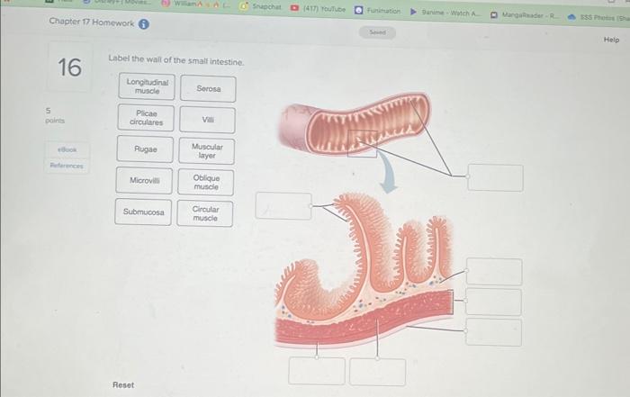 Solved Label the wail of the small intestine. | Chegg.com