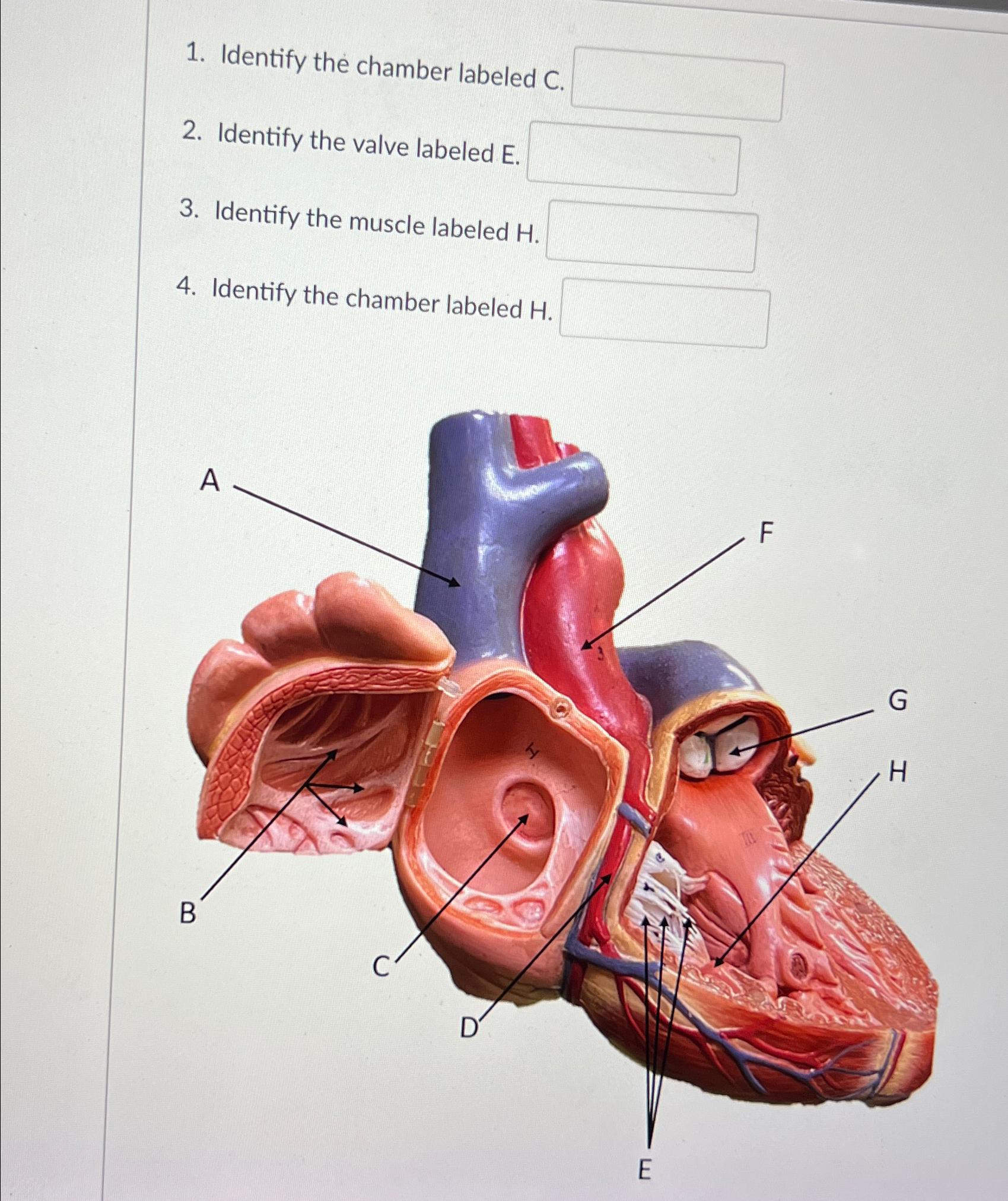 Solved Identify the chamber labeled C.Identify the valve | Chegg.com