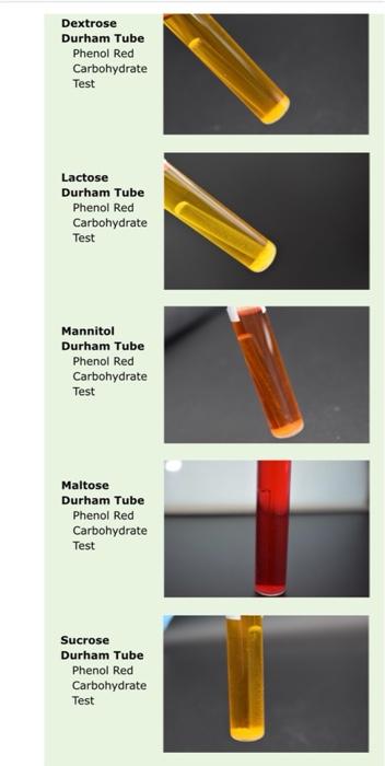 Solved Dextrose Durham Tube Phenol Red Carbohydrate Test | Chegg.com