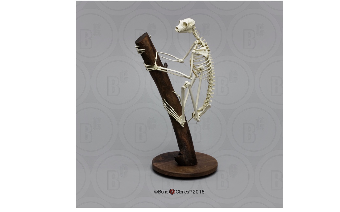 Solved PART A. ﻿What would you say the intermembral index of | Chegg.com