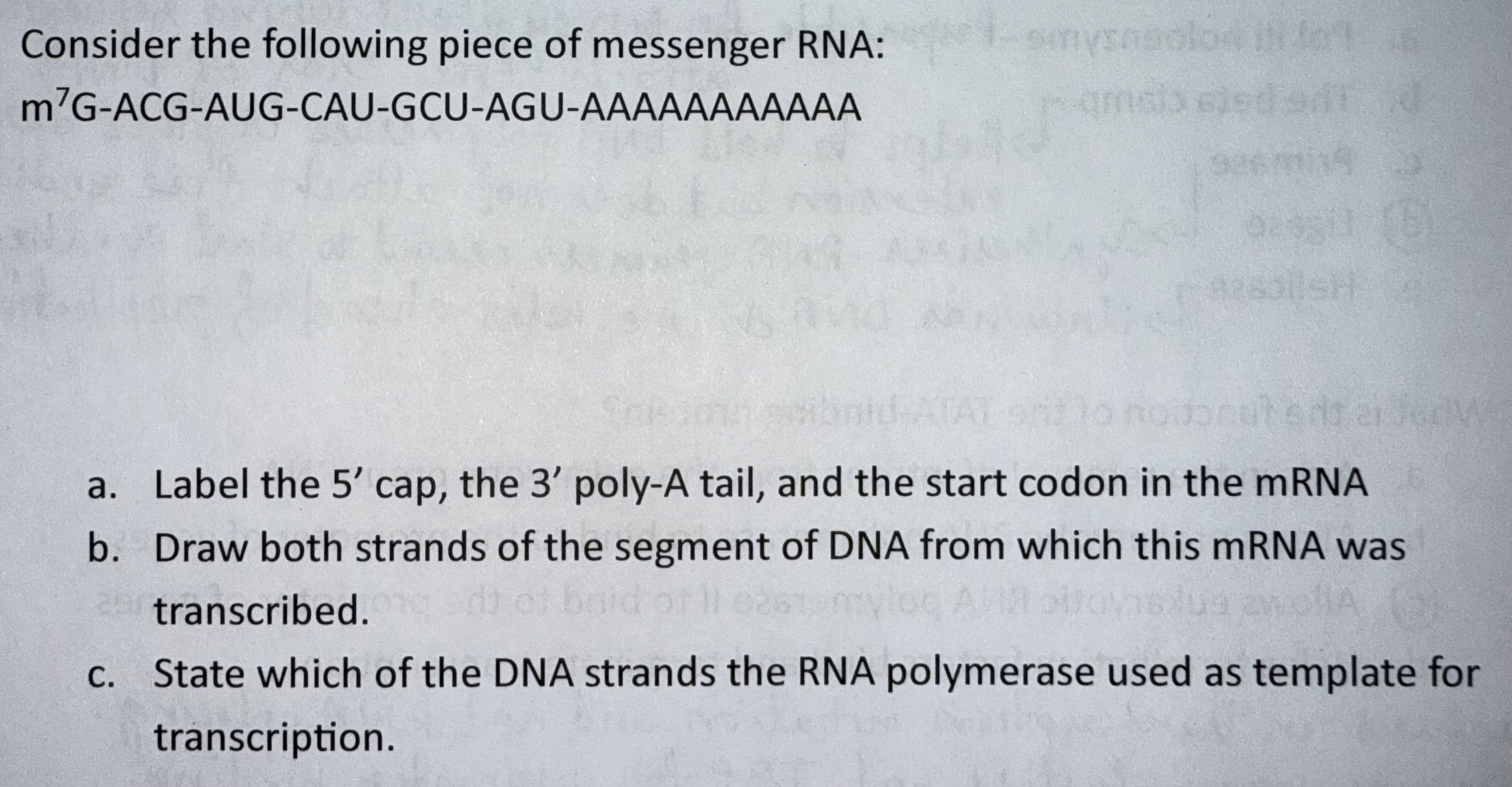 Solved 1) ﻿Consider the following piece of messenger RNA: | Chegg.com