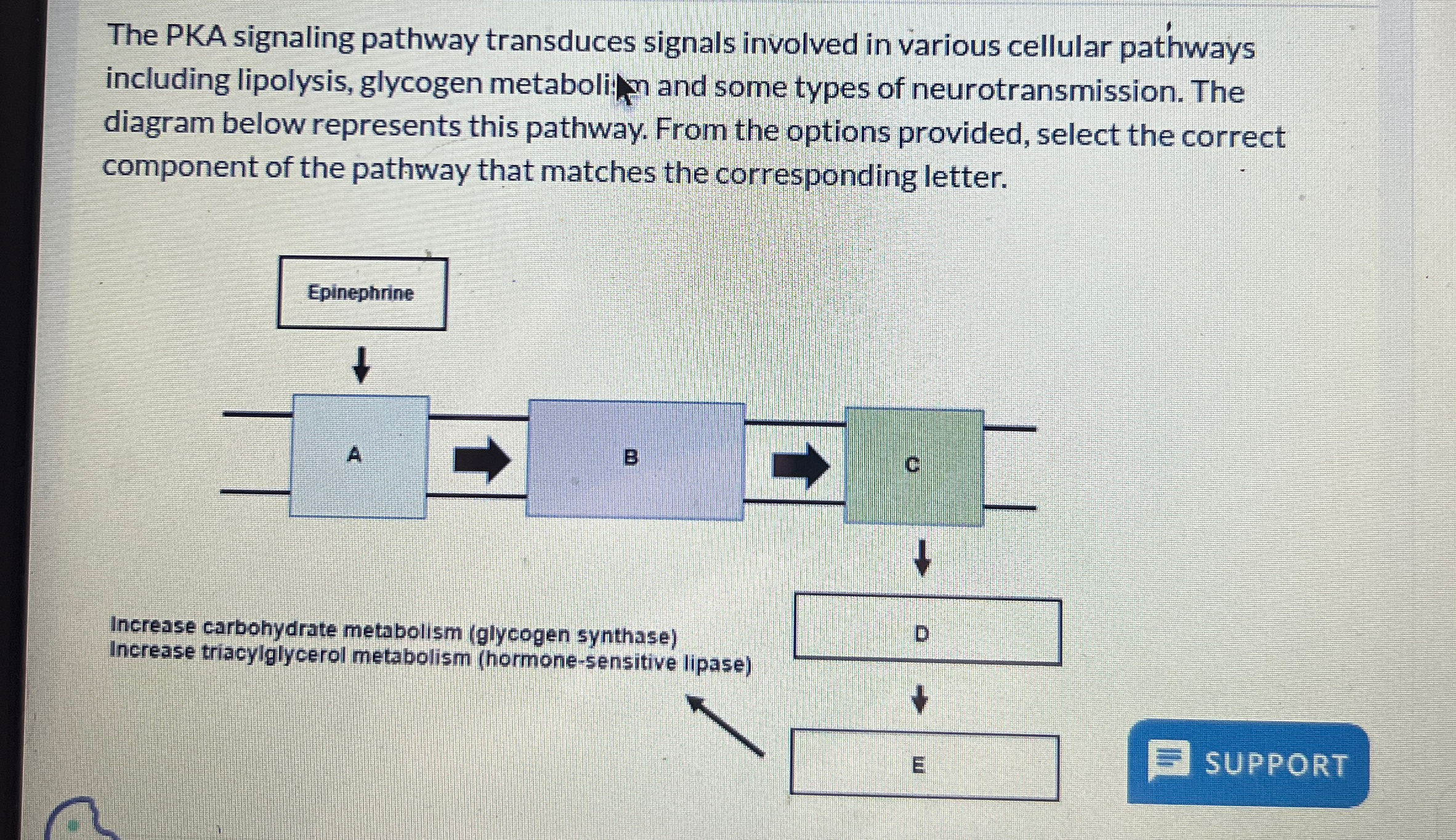 Solved The PKA signaling pathway transduces signals involved | Chegg.com