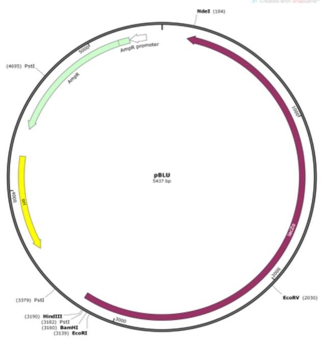 Solved You clone ermA (erythromycin resistance gene) into | Chegg.com