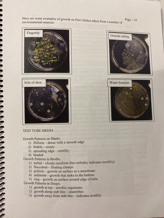 LAB 4 UBIQUITY OF MICROORGANISMS Lab - 4A Laboratory | Chegg.com