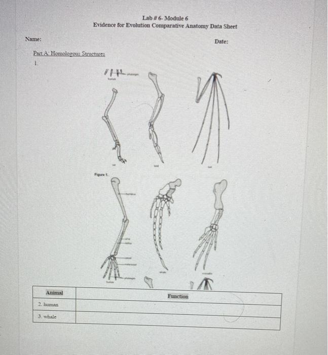Solved Lab \# 6-Module 6 Evidence for Erolution Comparative | Chegg.com