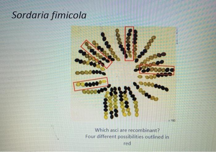 Solved Sordaria fimicola 2000 Which asci are recombinant? | Chegg.com
