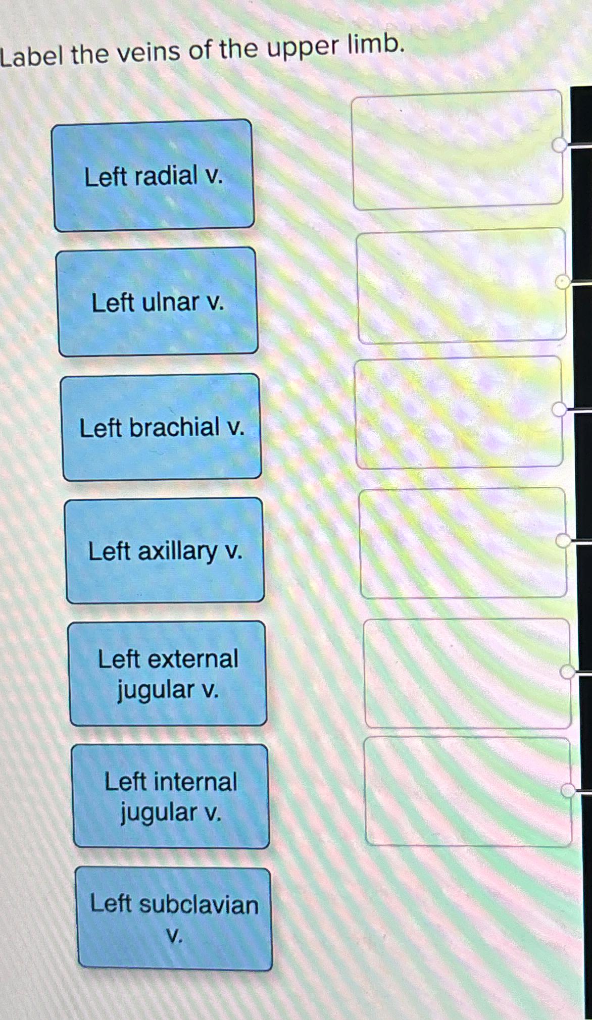 Solved Label the veins of the upper limb.Left brachial | Chegg.com