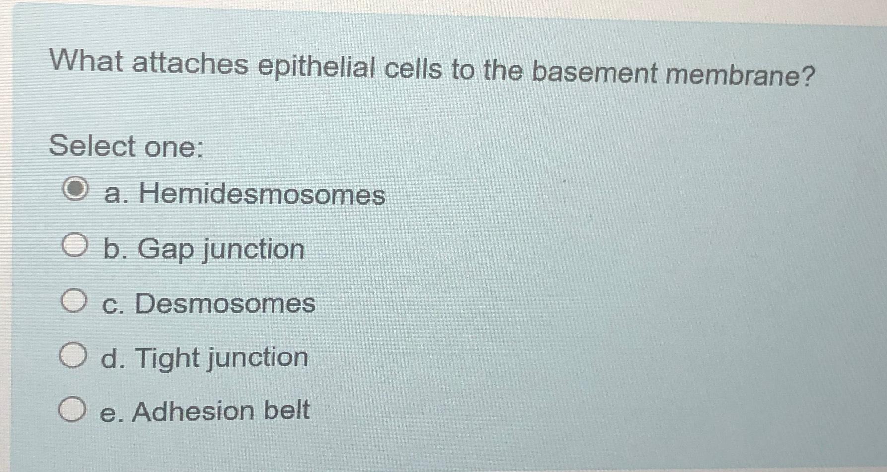 Solved What attaches epithelial cells to the basement | Chegg.com