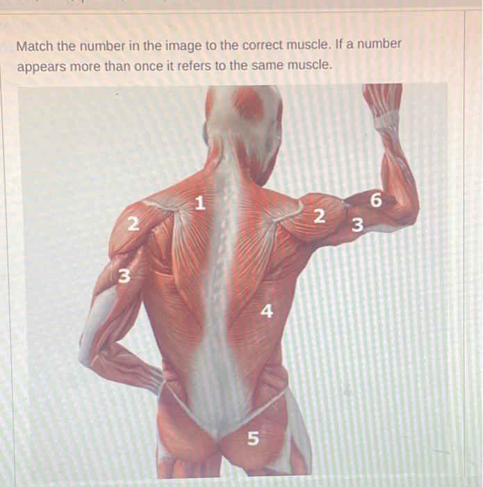 Solved Match the number in the image to the correct muscle. | Chegg.com