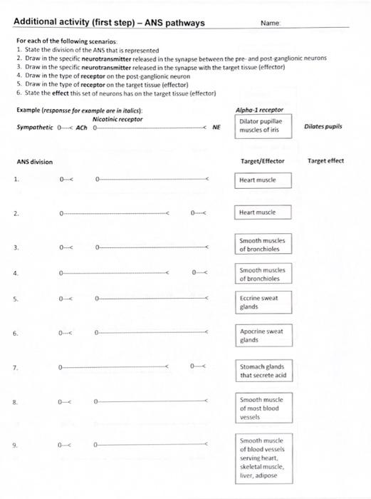 Solved Additional activity (first step) - ANS pathways Name | Chegg.com