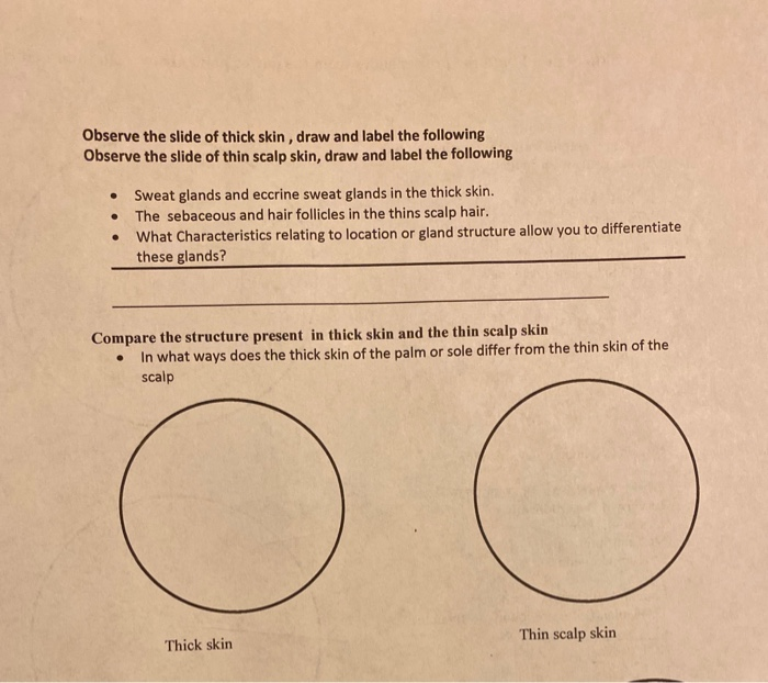 Observe the slide of thick skin, draw and label the | Chegg.com