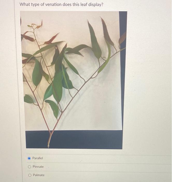 Solved What type of venation does this leaf display? | Chegg.com