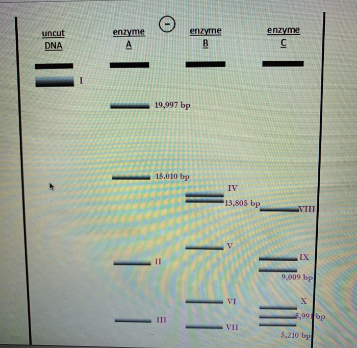 Solved uncut DNA enzyme A enzyme B enzyme с I 19,997 bp | Chegg.com