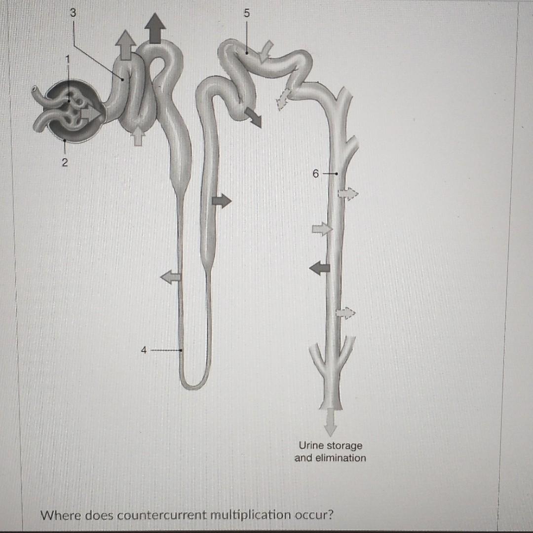 Solved Where does countercurrent multiplication occur? | Chegg.com