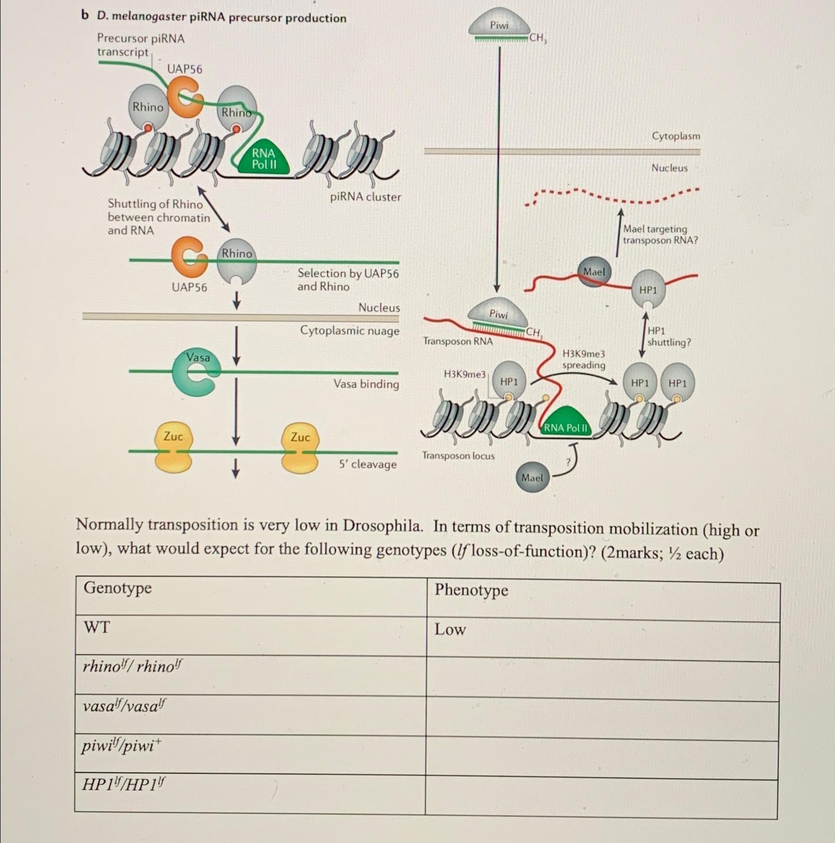 Solved b D. ﻿melanogaster piRNA precursor | Chegg.com