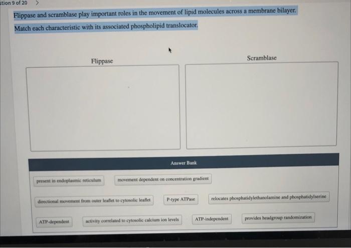 Solved stion 9 of 20 Flippase and scramblase play important | Chegg.com