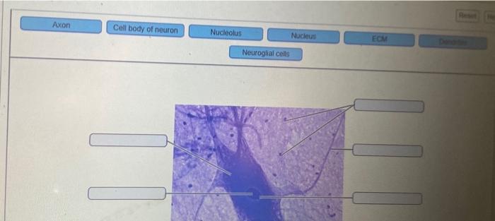 Solved In solutions, water moves from the cytosol to the | Chegg.com
