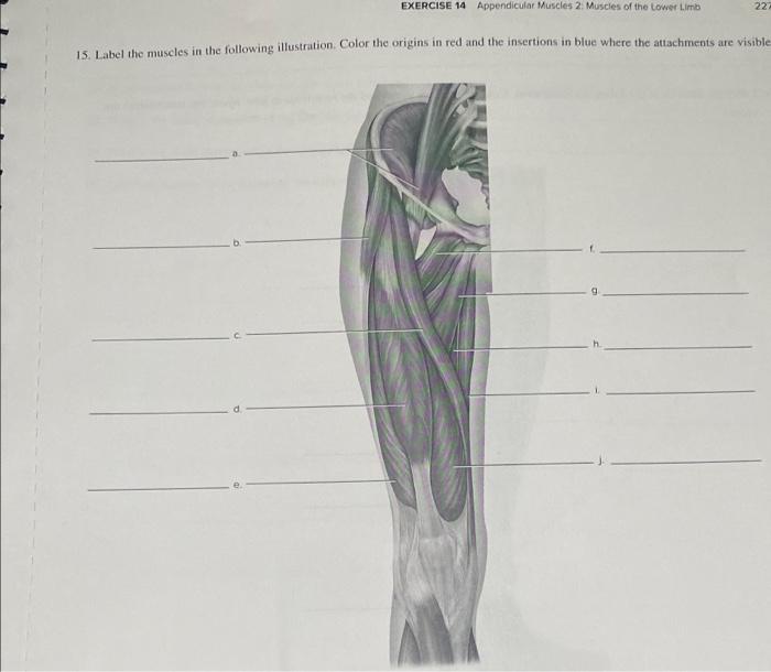 Solved EXERCISE 14 Appendicular Muscles 2 Muscles of the | Chegg.com