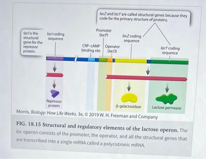 Solved 3. Draw a picture of the mRNA molecule(s) produced by | Chegg.com