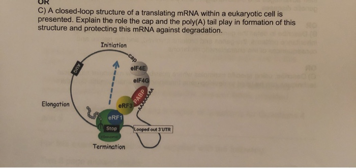Solved OR C) A closed-loop structure of a translating mRNA | Chegg.com