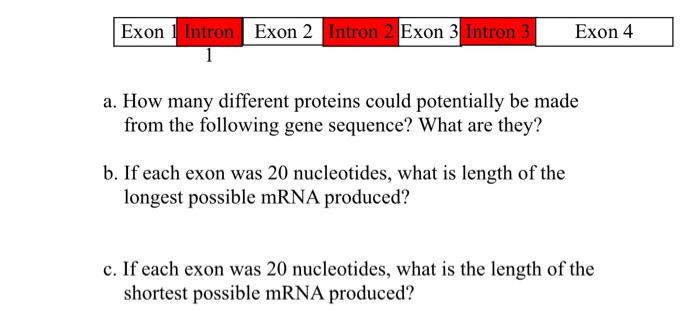 Solved Exon 1 Intron Exon 2 Intron 2 Exon 3 Intron 3 | Chegg.com