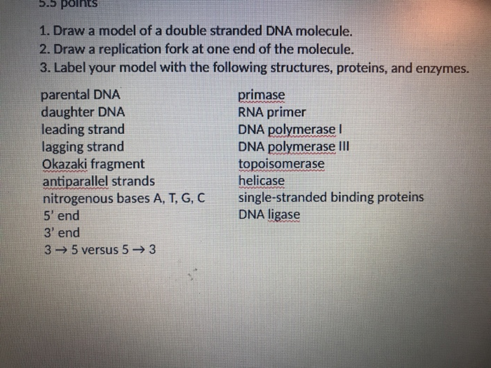 Solved 5.5 points 1. Draw a model of a double stranded DNA | Chegg.com