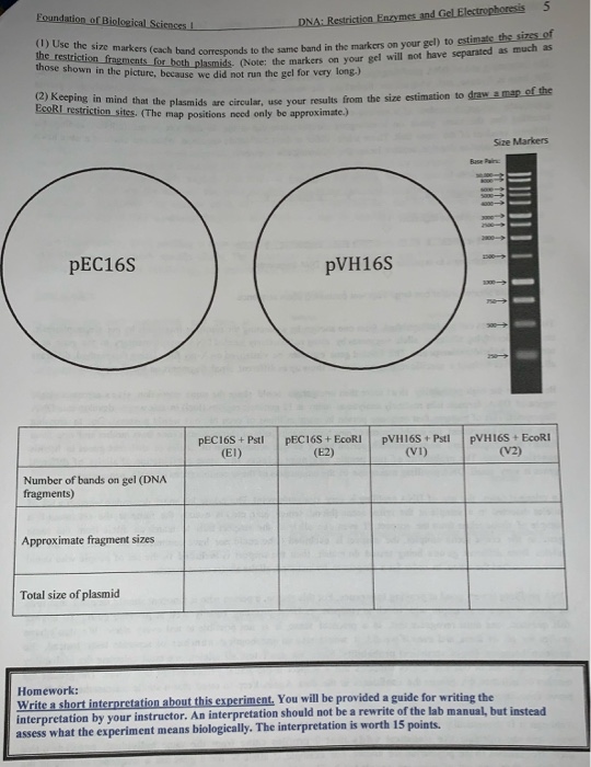 4 DNA: Restriction Forms and Gel Electrophoresis | Chegg.com