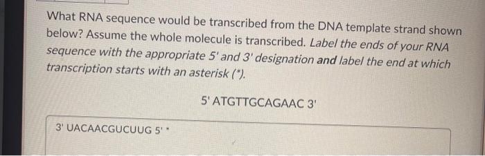 Solved What RNA sequence would be transcribed from the DNA | Chegg.com