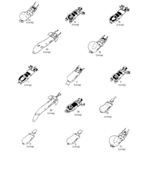 Exercise 4. Fossil Reconstruction of Caminalcules | Chegg.com