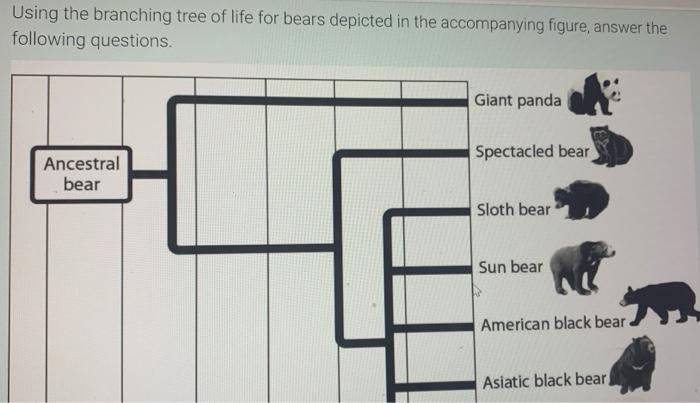 Solved Using the branching tree of life for bears depicted | Chegg.com