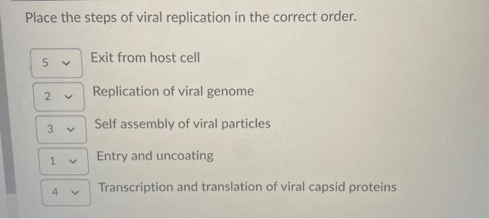 Solved Place the steps of viral replication in the correct | Chegg.com