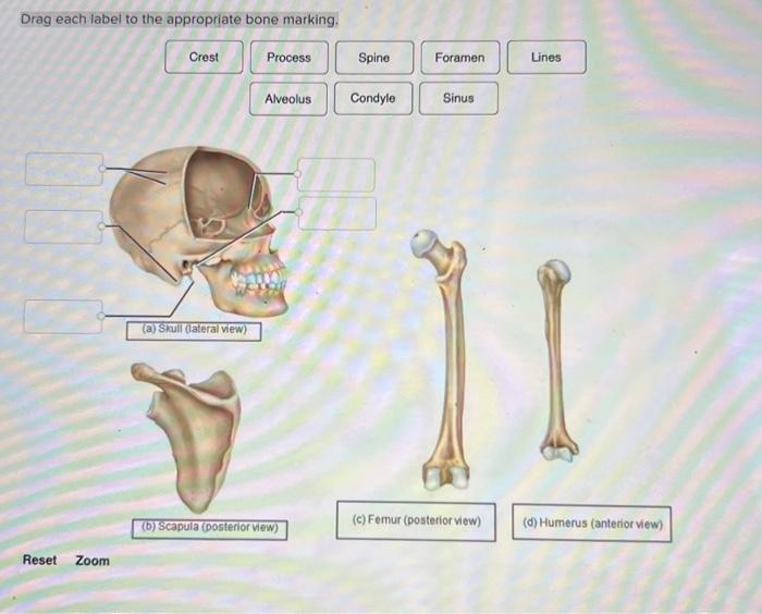 Solved Drag each label to the appropriate bone marking. (a) | Chegg.com
