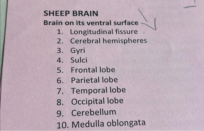 Solved SHEEP BRAIN Brain on its ventral surface 1. | Chegg.com