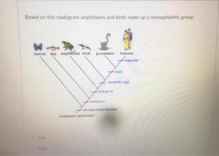 Solved Based on this cladogram amphibians and birds make up | Chegg.com