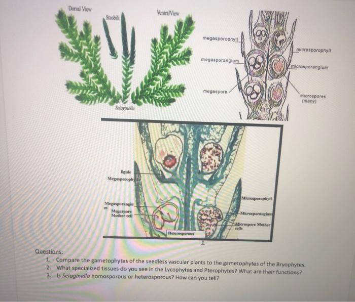 Solved Dasal View Ventral View Strobili 00 megasporophyll | Chegg.com