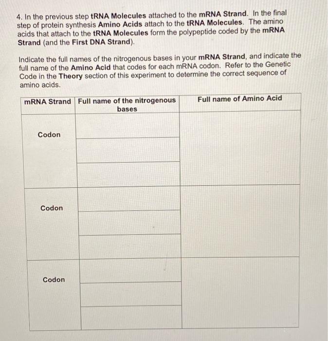 4. In the previous step tRNA Molecules attached to | Chegg.com