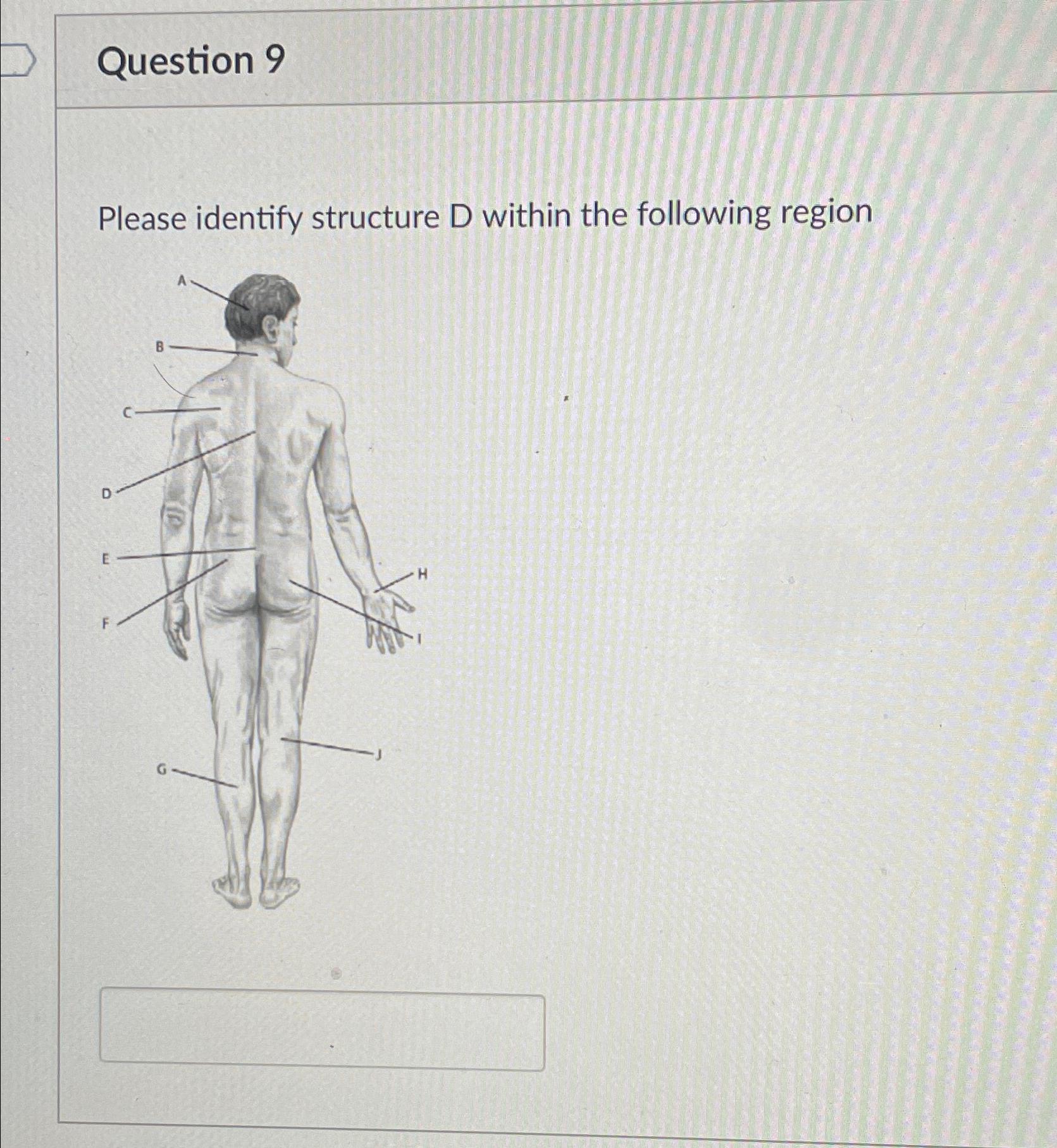 Solved Question 9Please identify structure D ﻿within the | Chegg.com