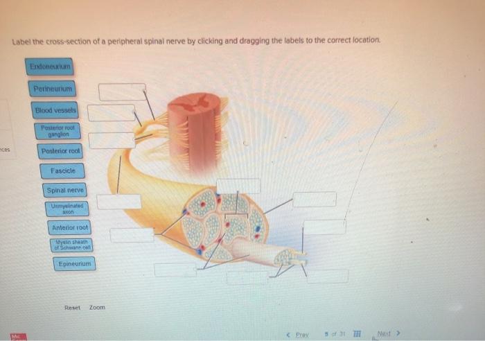 Solved Label the cross-section of a peripheral spinal nerve | Chegg.com