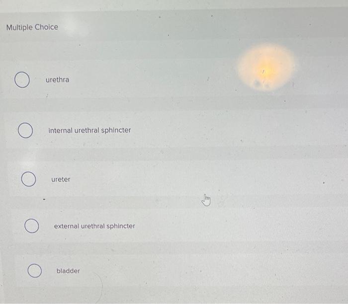 Solved Which structure is highlighted? Multiple Choice | Chegg.com