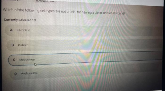 Solved HAU QUESTUN Which of the following cell types are not | Chegg.com