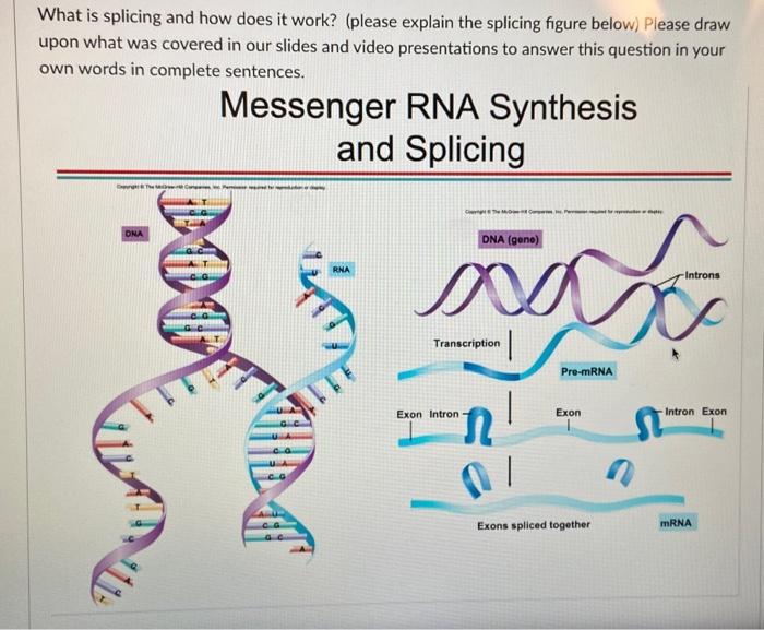 Solved What is splicing and how does it work? (please | Chegg.com