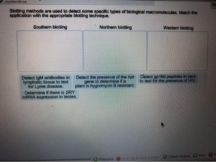 Solved moderno Blotting methods are used to detect some | Chegg.com