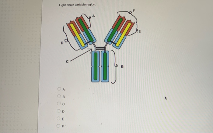 Solved Light chain variable region. E A В с О О О О О О E OF | Chegg.com