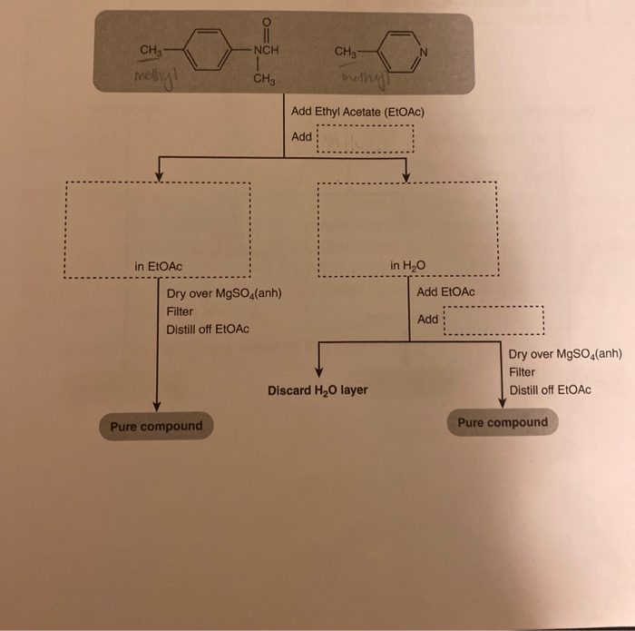 Solved NCH CH3 - CHE methy! CH3 Add Ethyl Acetate (EtOAC) | Chegg.com