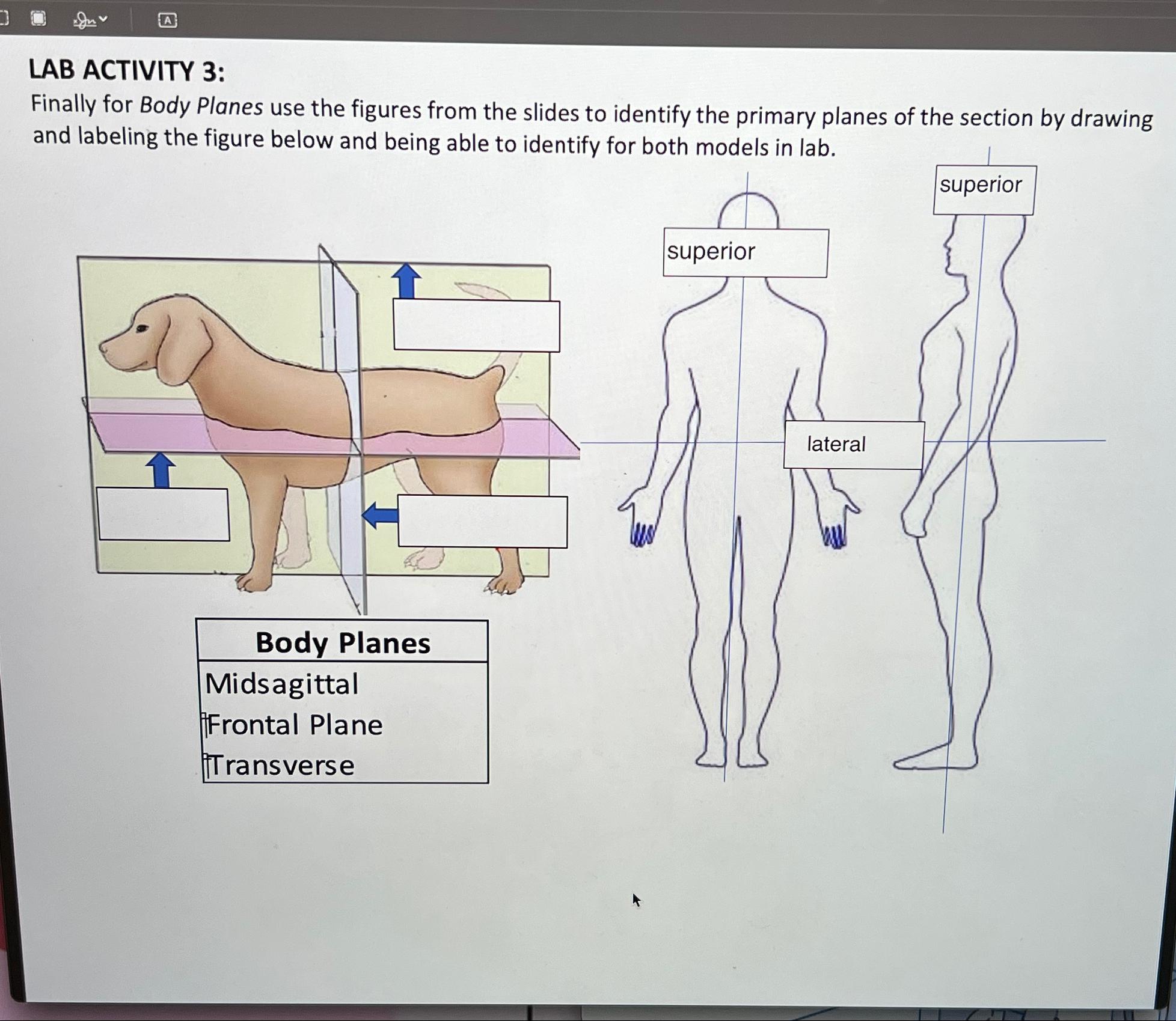 Solved LAB ACTIVITY 3:Finally for Body Planes use the | Chegg.com