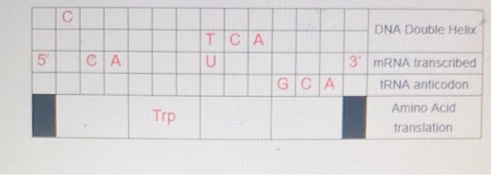 Solved DNA Double Helix 5 c A GCA 3 mRNA transcribed tRNA | Chegg.com