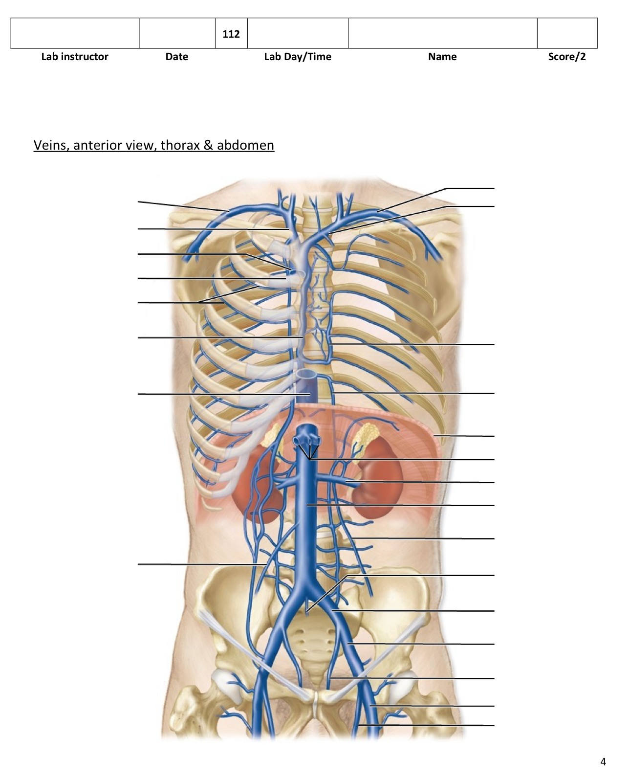 Solved Name the veins\table[[,,112,,,],[Lab instructor , | Chegg.com