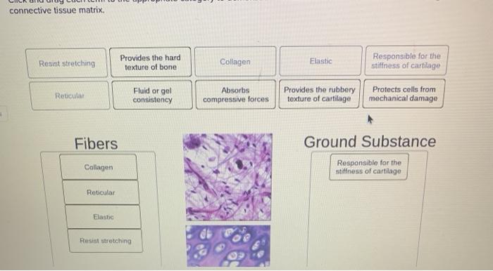 Solved connective tissue matrix. Resist stretching Provides | Chegg.com