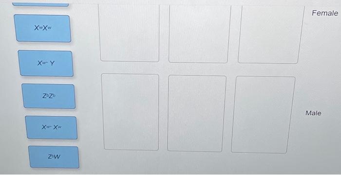 Solved Each box contains a Drosophila (fruit fly) genotype. | Chegg.com